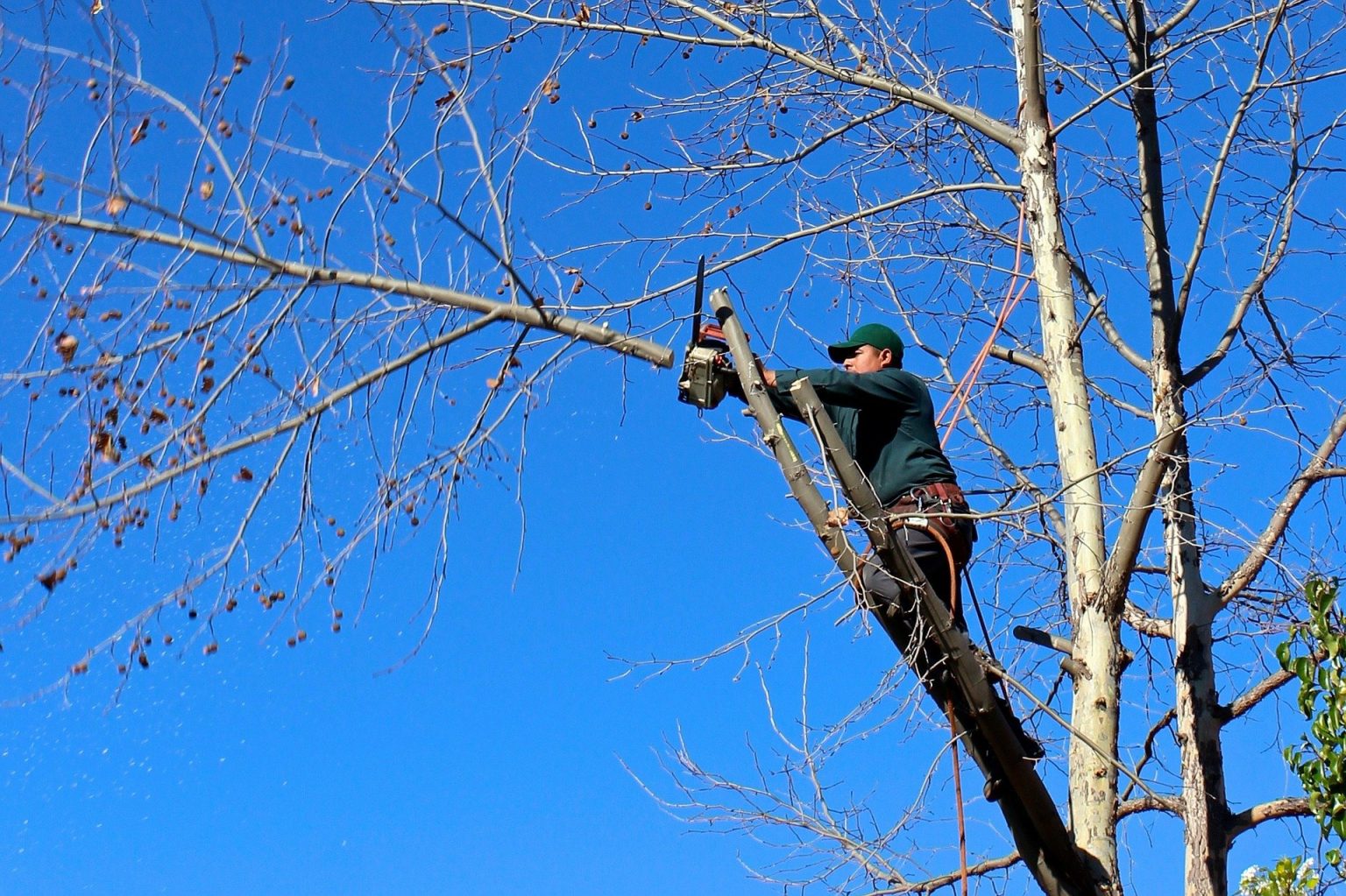 Tree Trimming ⋆ Tulsa Tree Service & Stump Removal